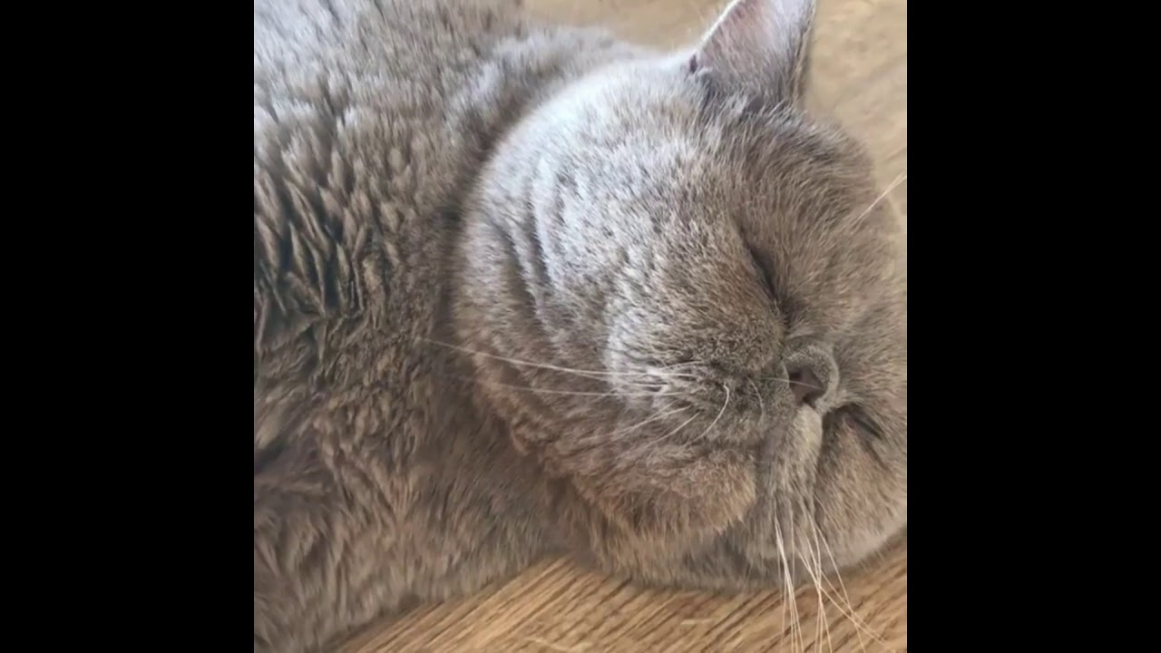 Kucing mengigau saat tidur - Cat delirious during sleep - YouTube