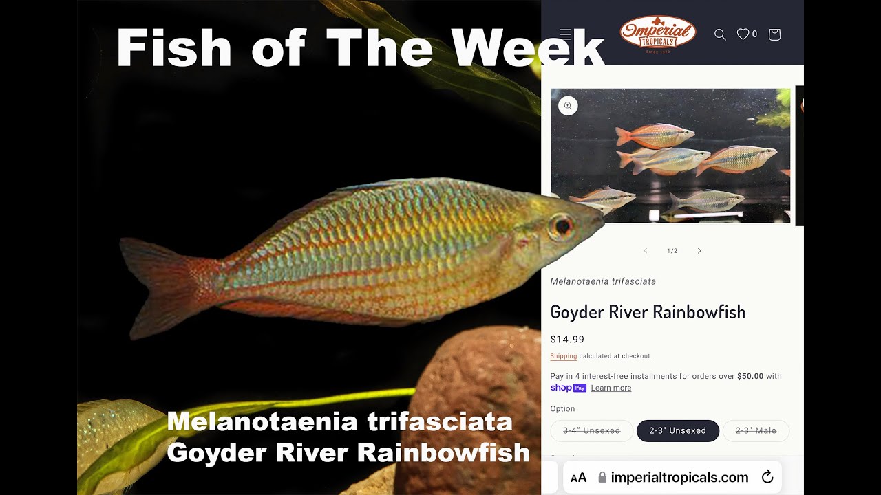 Goyder River Rainbowfish Melanotaenia trifasciata #imperialtropicals ...