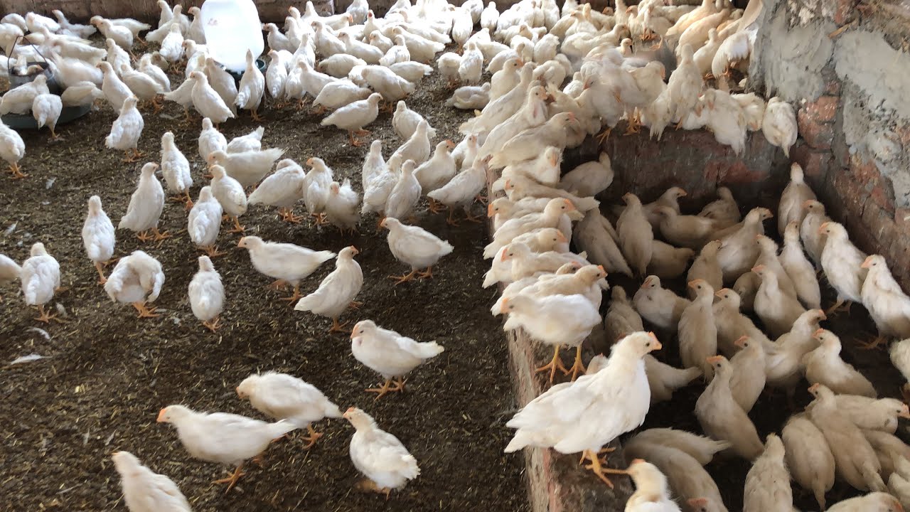 Poultry Farming in Pakistan | poultry farming egg production | Part 5 ...
