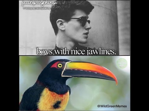 Top 100 Best Animal Memes of Month (March, 2024)| Top Memes - YouTube
