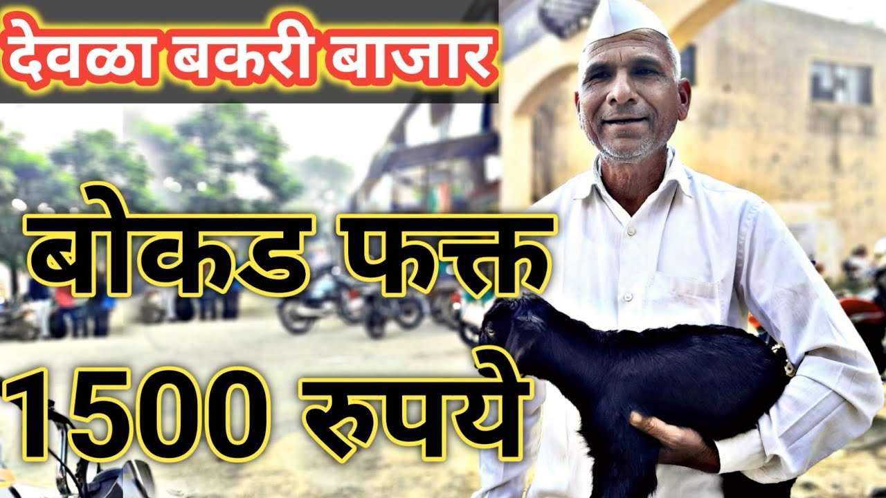 देवळा बोकड बाजार : bokad palan : बोकड पालन - YouTube
