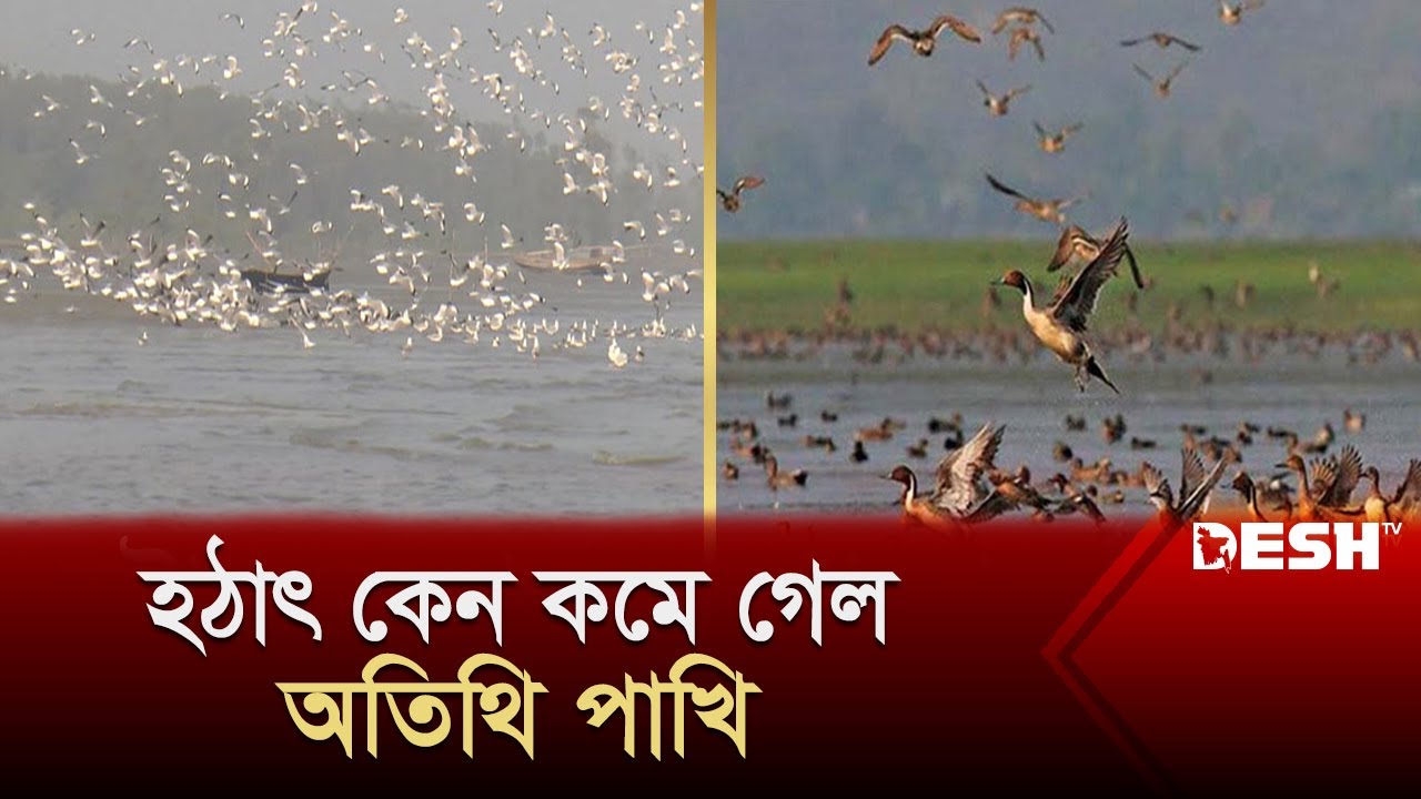 ভোলার উপকূলে কমেছে অতিথি পাখির আগমন | Bhola | Birds | News | Desh TV ...
