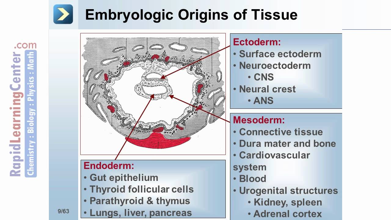 Rapid Learning: Embryology - Embryogenesis - YouTube