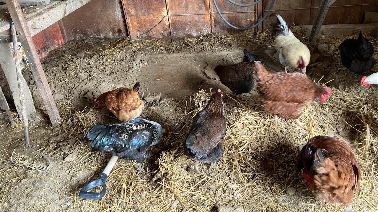 Cleaning the duck crap - YouTube