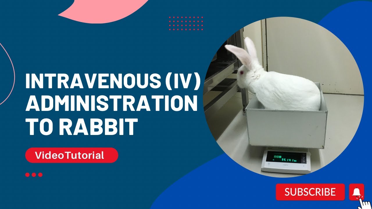 Rabbit | IV administration | How to administer drug to rabbit - YouTube
