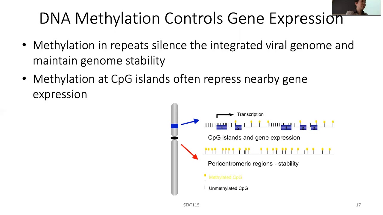 2020 STAT115 Lect12.3 DNA Methylation Function - YouTube