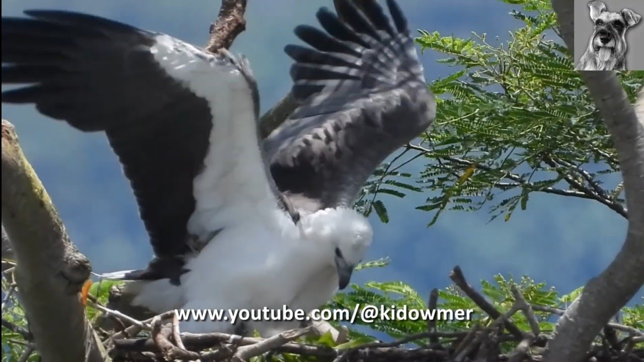 Papa EAGLE shielding Chicks from hot sun - YouTube