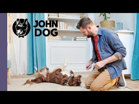 Sztuczka „turlanie” – TRENING – John Dog - YouTube