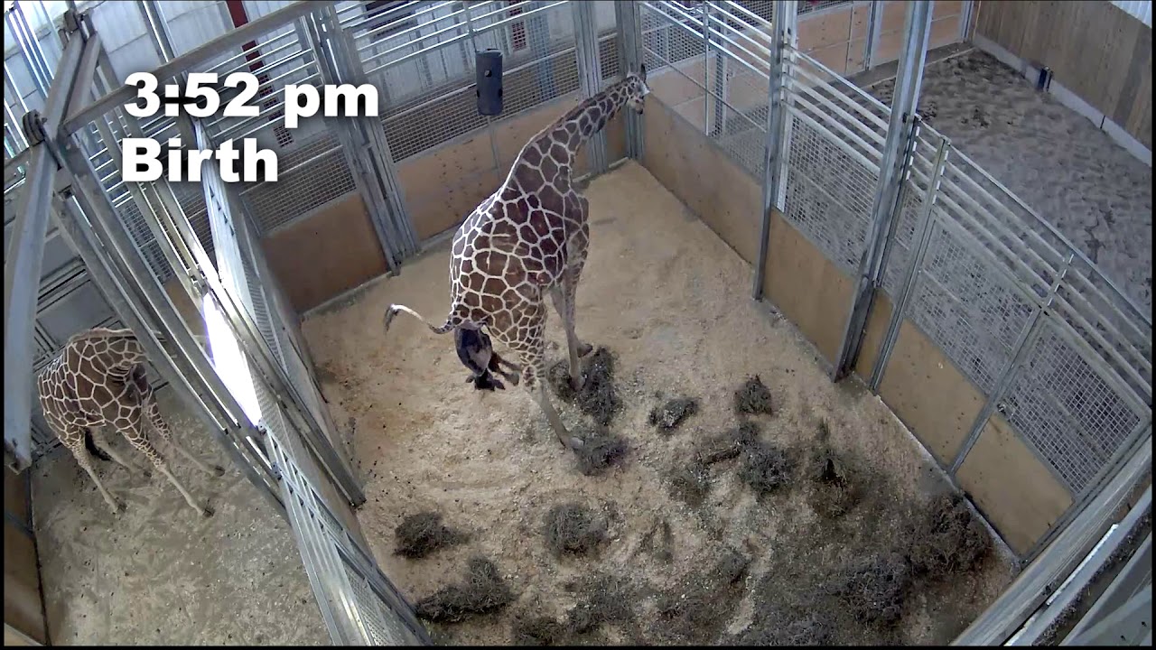Giraffe Birth Video - YouTube