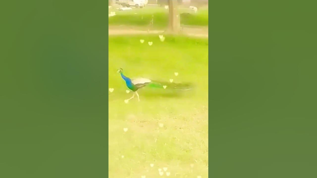 Peacock Video Peacock 🦚 Video Peacock Youtube