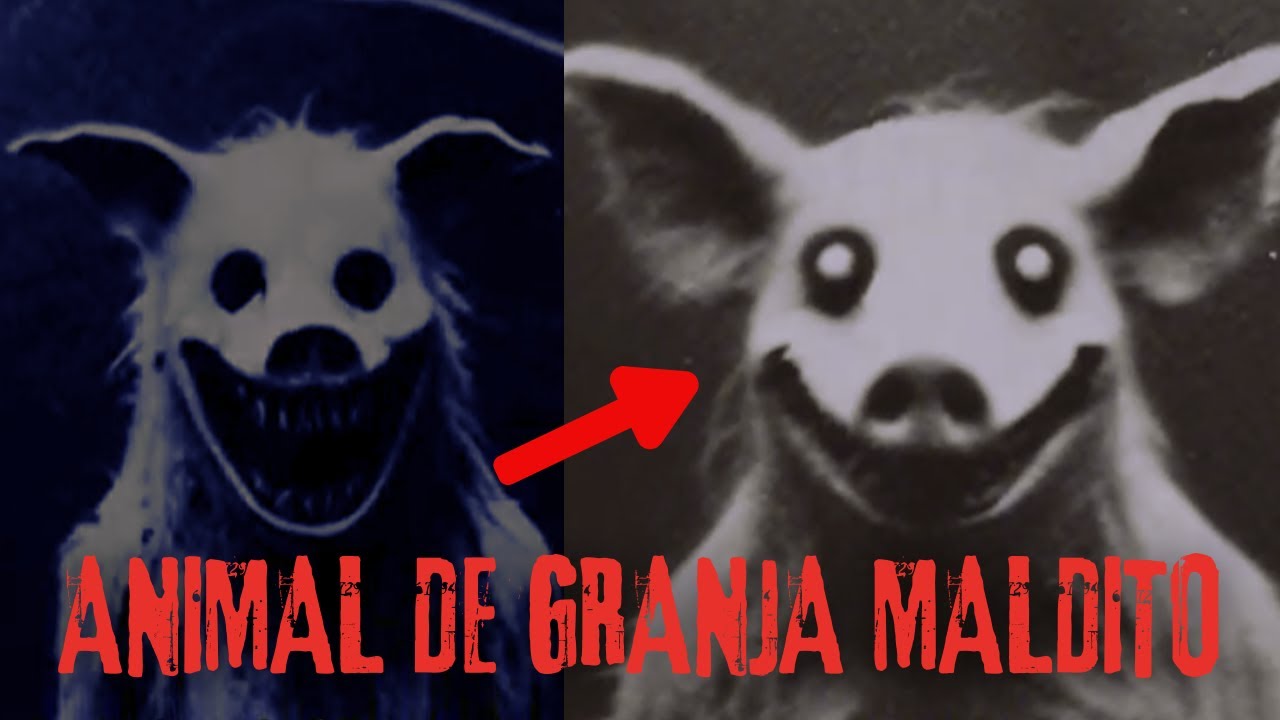 GRANJA MALDITA expuso el lado oscuro de la cría de CERDOS / TERROR Y ...