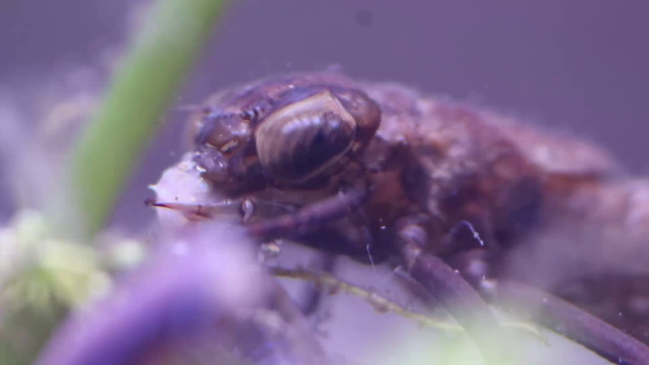 Larva de Libélula Cazando - YouTube