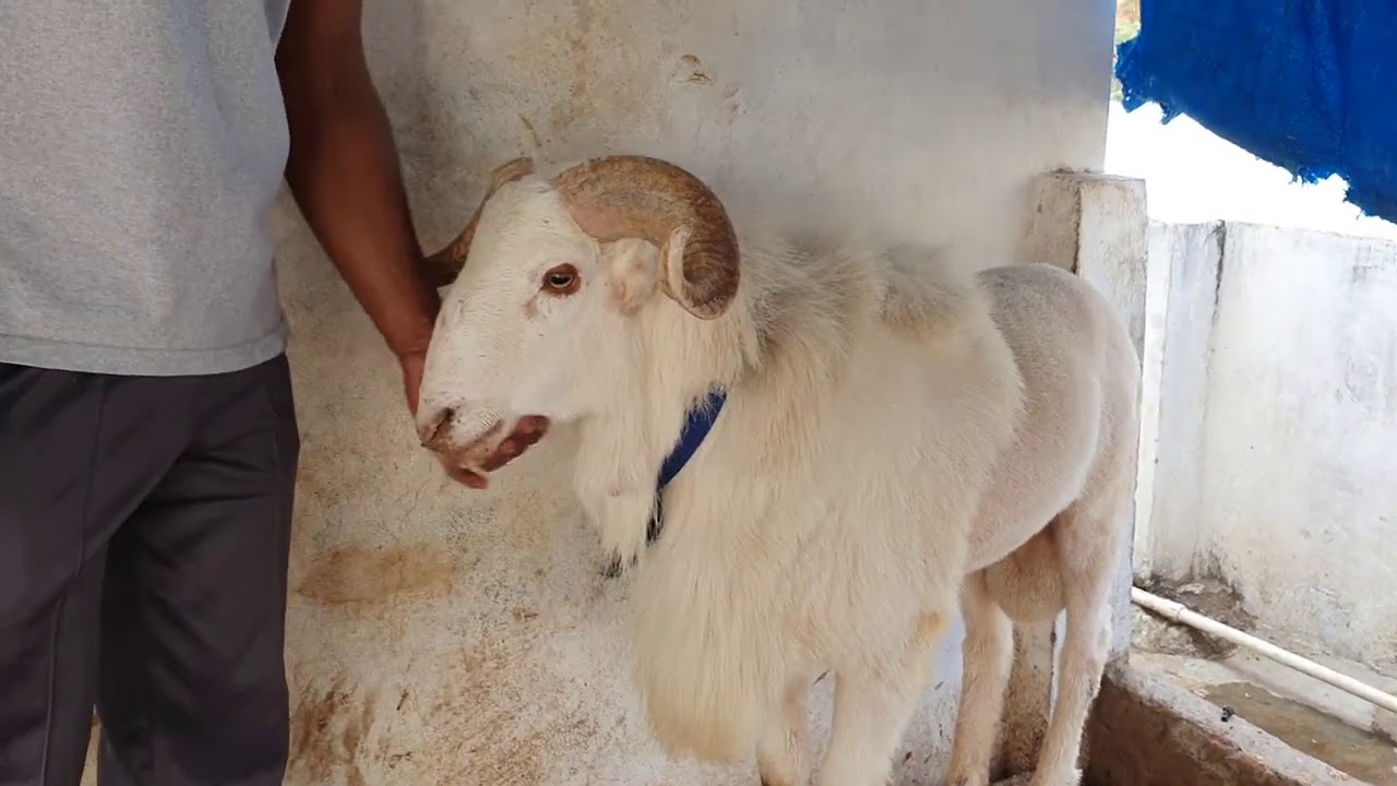 Guntur Sheep Andhra Breed And Vilayti Sheep Details Hyderabad. - YouTube