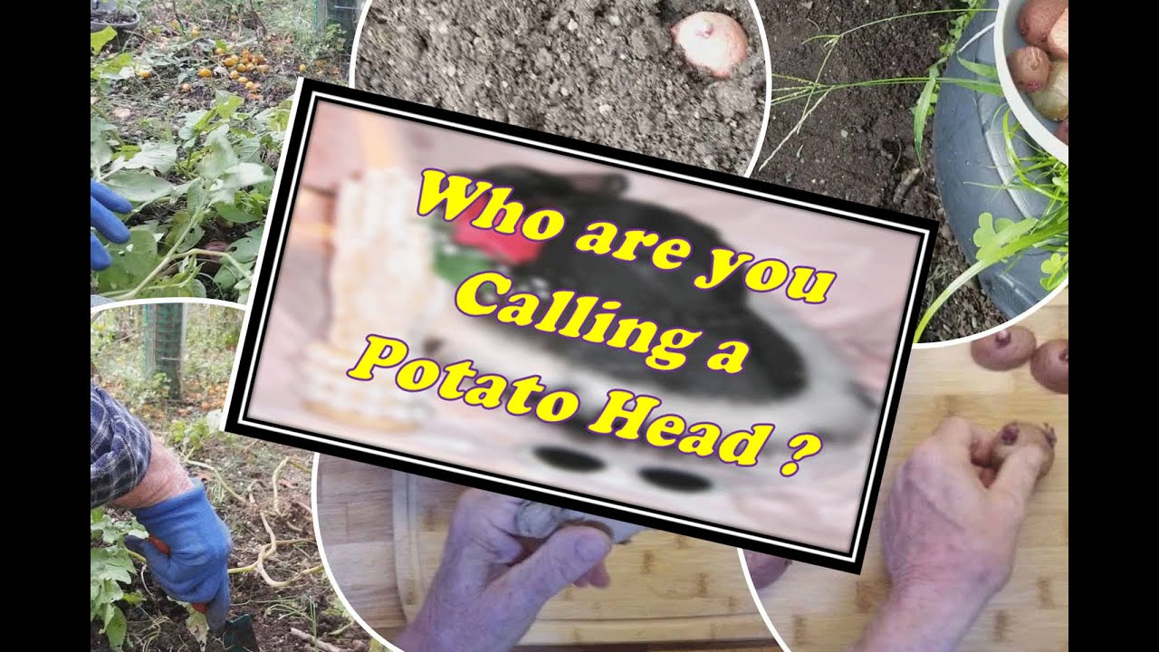 Who You Calling a Potato Head ? - YouTube