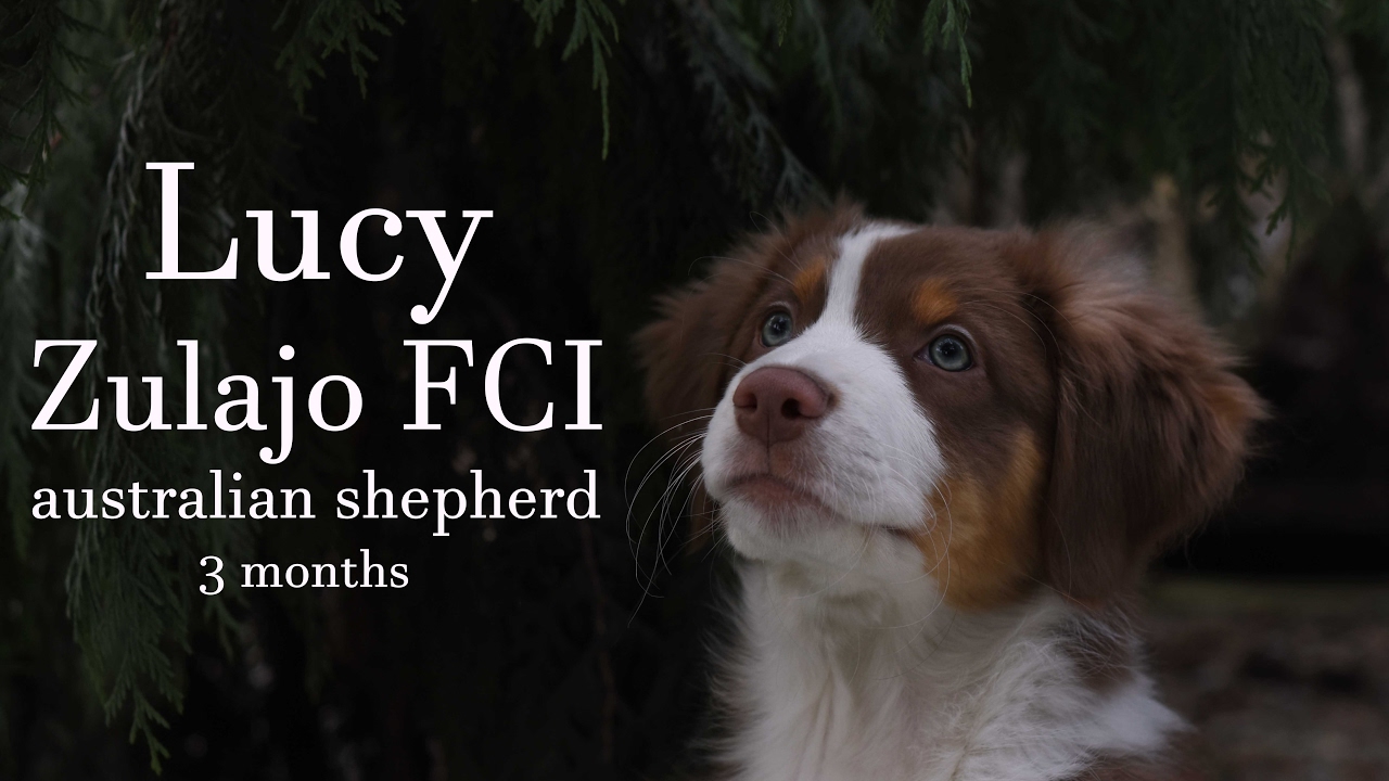 Lucy australian shepherd |3months - YouTube