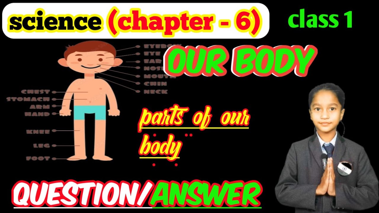 body parts question answer | body parts worksheet for class 1 | our ...