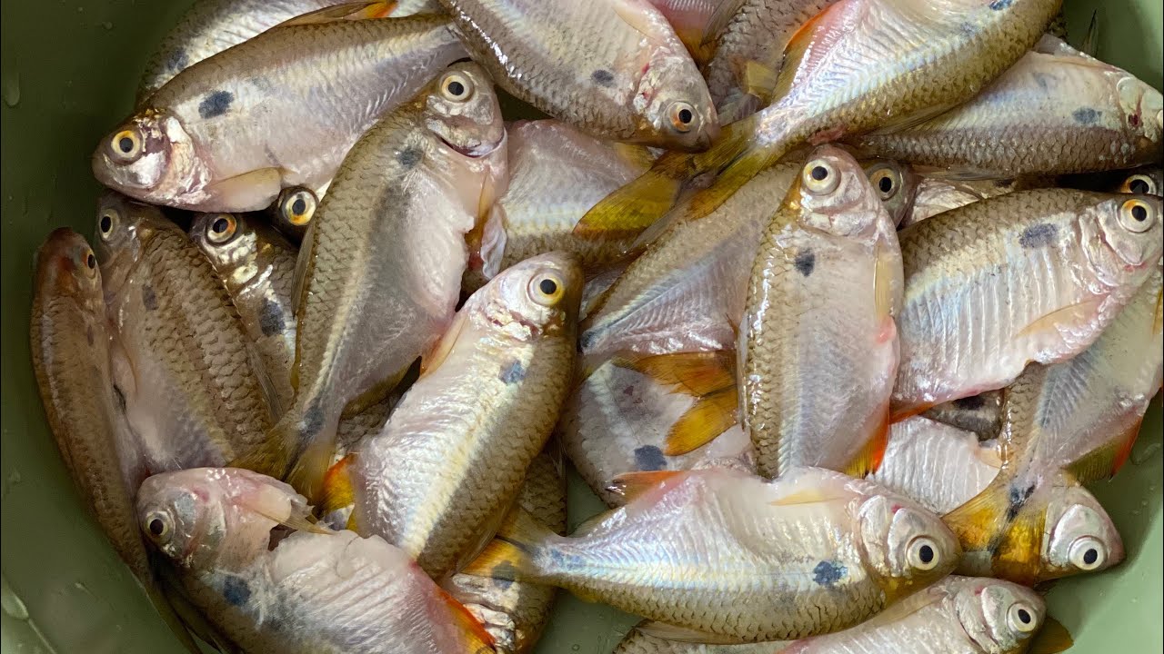 Pescando de tarrafa, salvando peixes e fritando piaba - YouTube