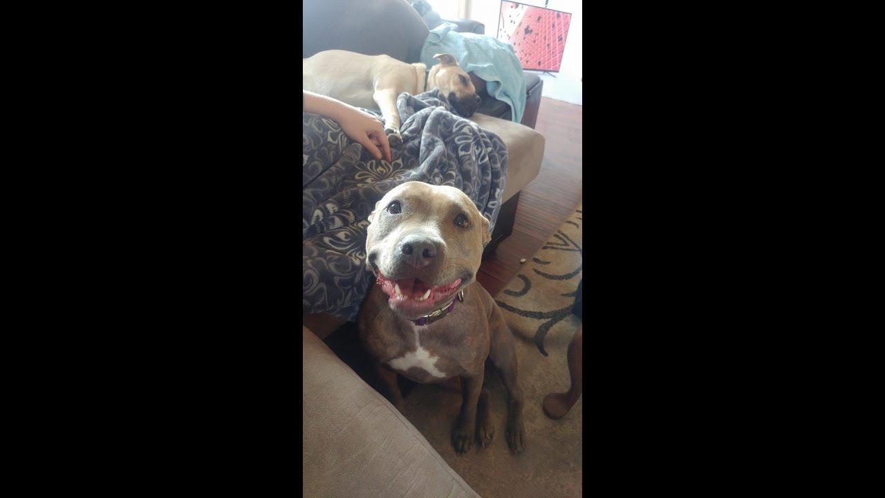 Tribute to Callie (Pibble) RIP - YouTube