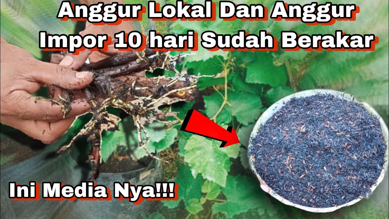 Cara Mudah Menumbuhkan Akar Anggur Menggunakan Arang Sekam - YouTube