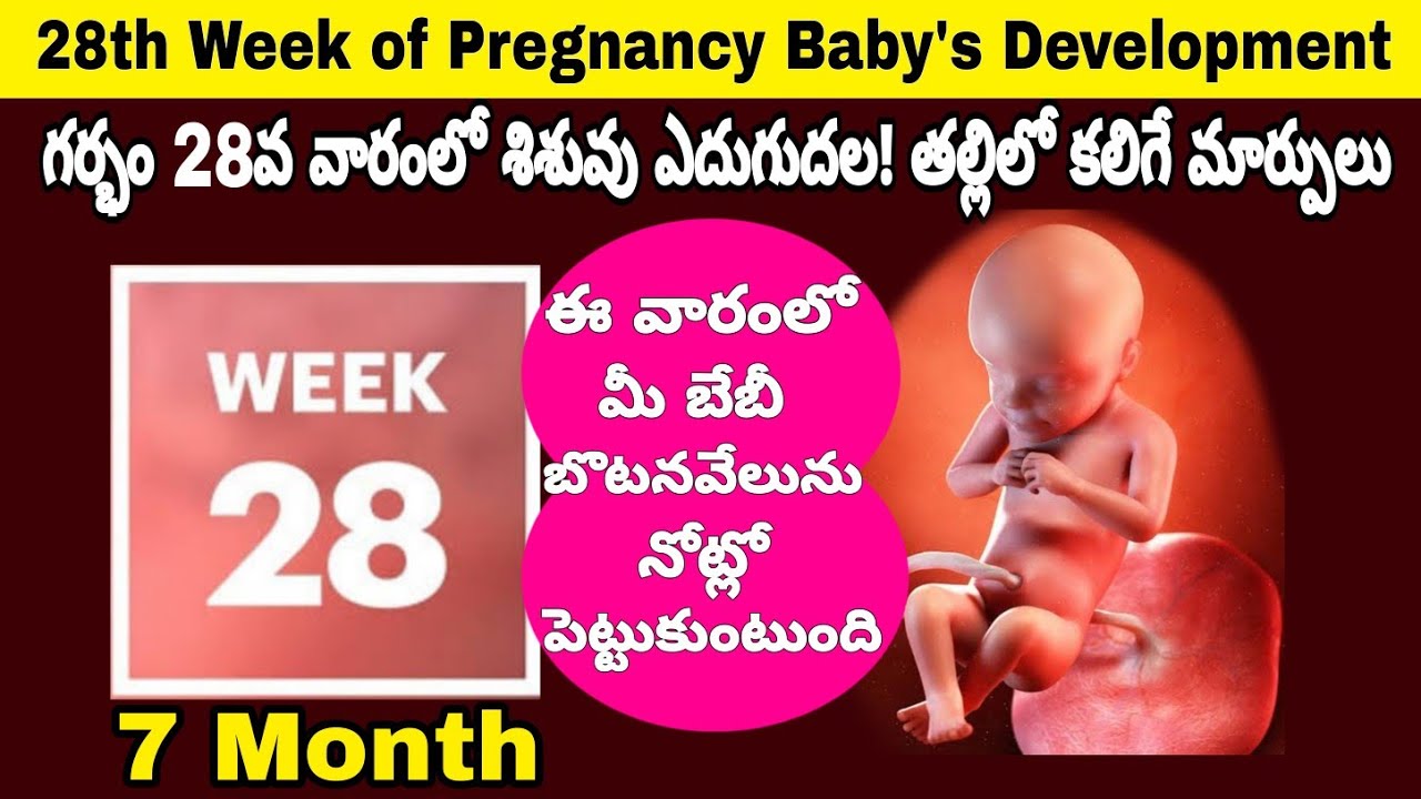 28th Week of Pregnancy Symptoms, Changes & Baby Development | 28th Week ...