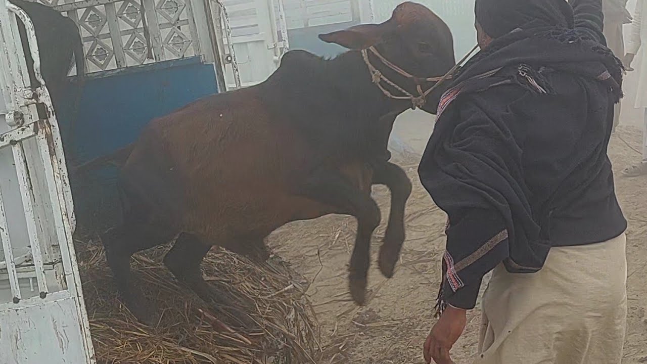 How to Bulls and Cows Full Truk unloding #trending Very risky & Long ...