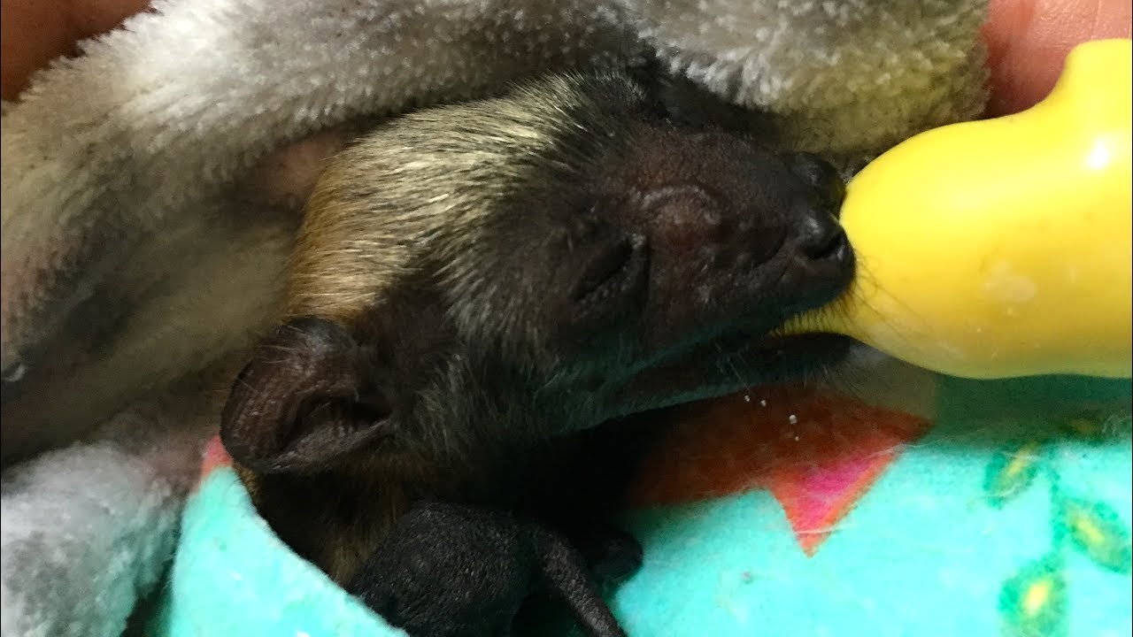 Tiny orphan Flying-Fox: this is Minuet - YouTube