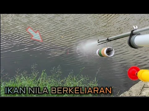 tembak ikan di sungai, senapan ikan, cara membuat senapan ikan dari ...