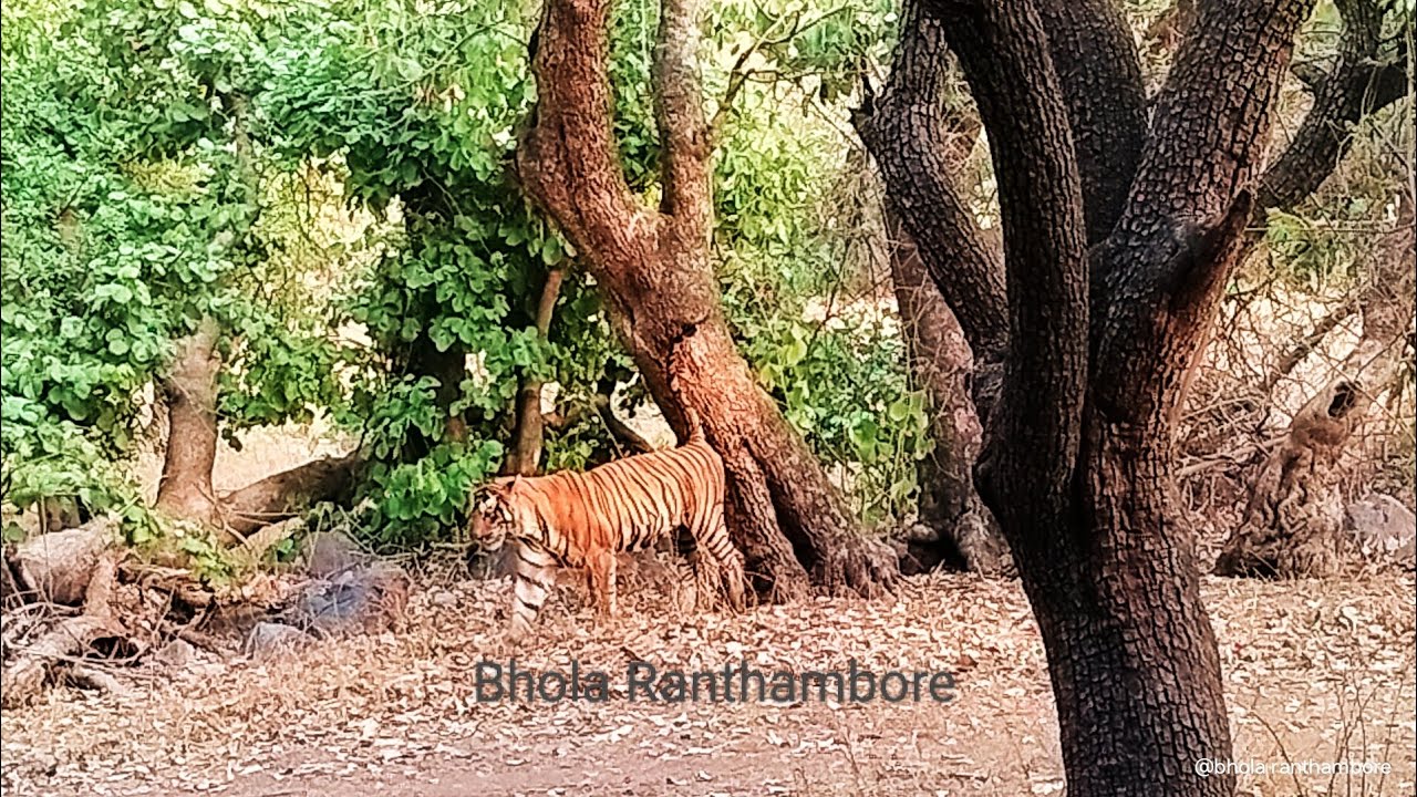 Big Cat tiger Badal male tiger,#tiger#wildlife#tigersafari#wildanimals# ...
