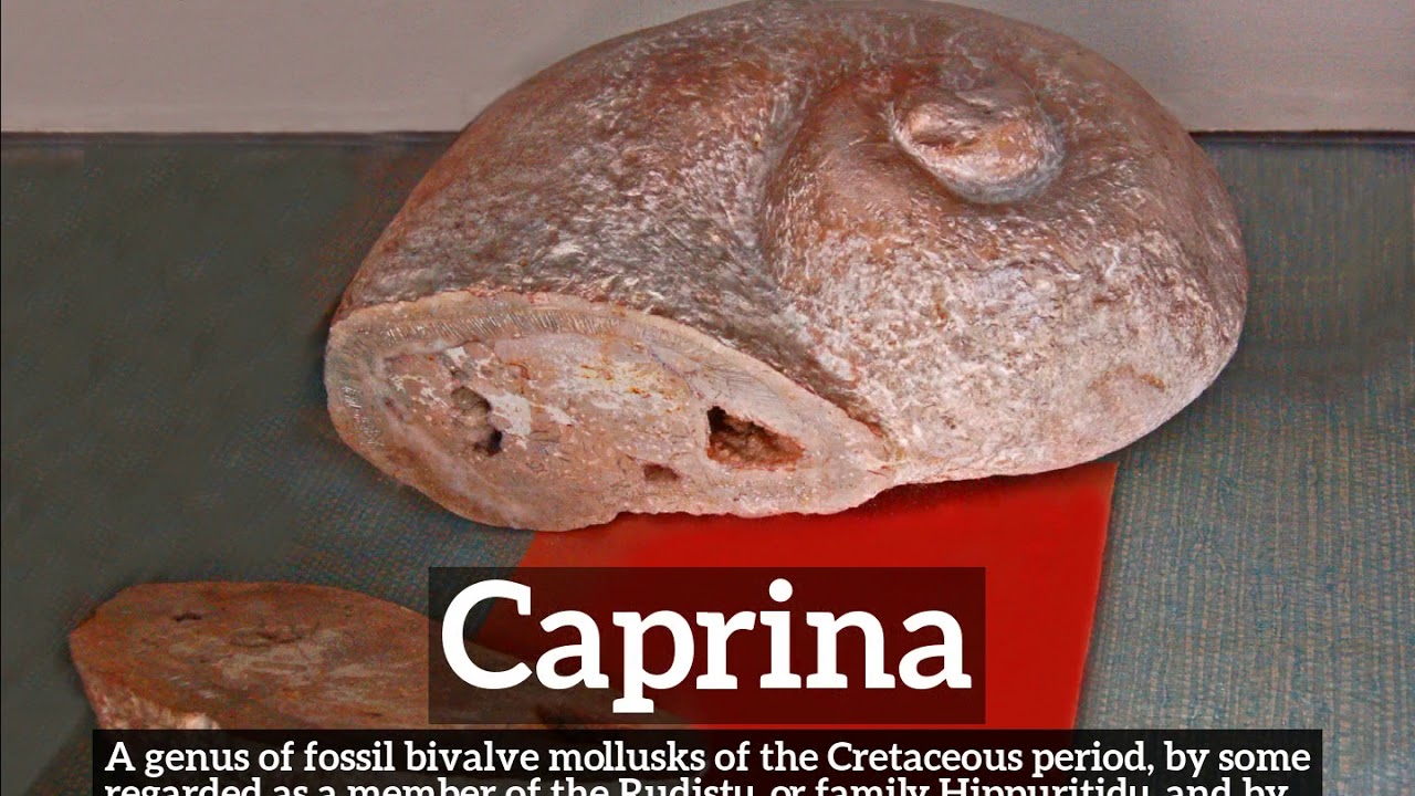 How Does Caprina Look? | How to Say Caprina in English? | What is ...