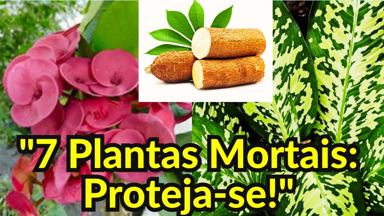 7 Plantas Altamente Tóxicas e Perigosas que Exigem CUIDADO Extremo ...
