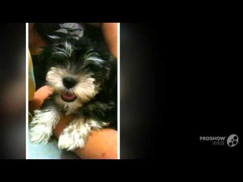 Mauzer Dog breed - YouTube