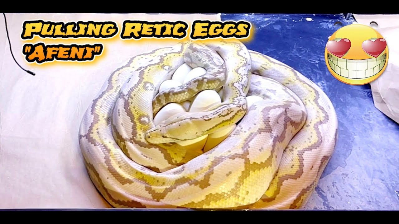 Pulling Retic Python Eggs “Afeni”🐍🥚 - YouTube