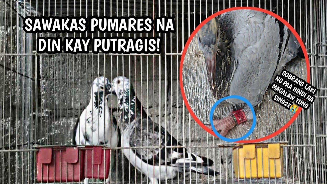 SAWAKAS PUMARES DIN KAY PUTRAGIS - YouTube