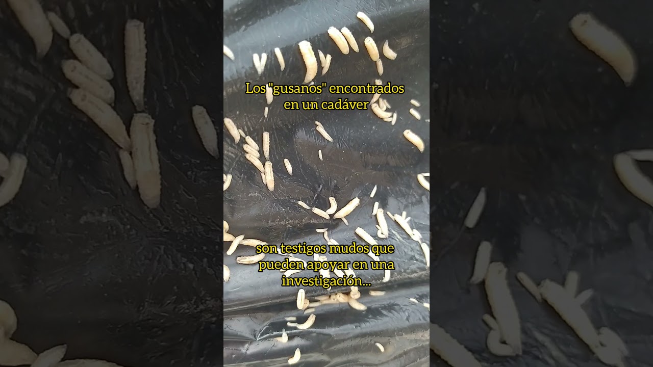 Los INSECTOS en un CADÁVER pueden ayudar mucho 💀⚠️ #short - YouTube