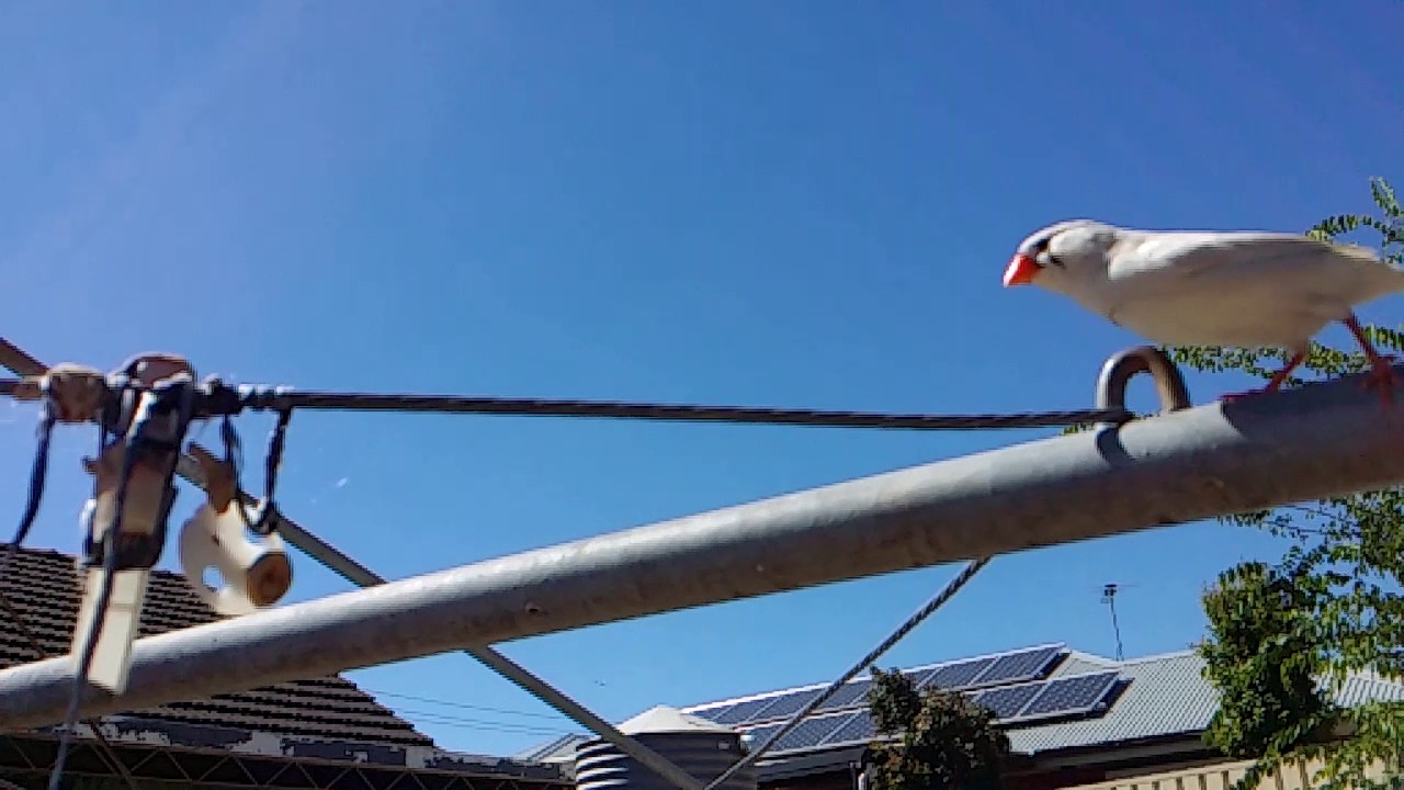 Tame Zebra Finch Free Flight Long Version - YouTube