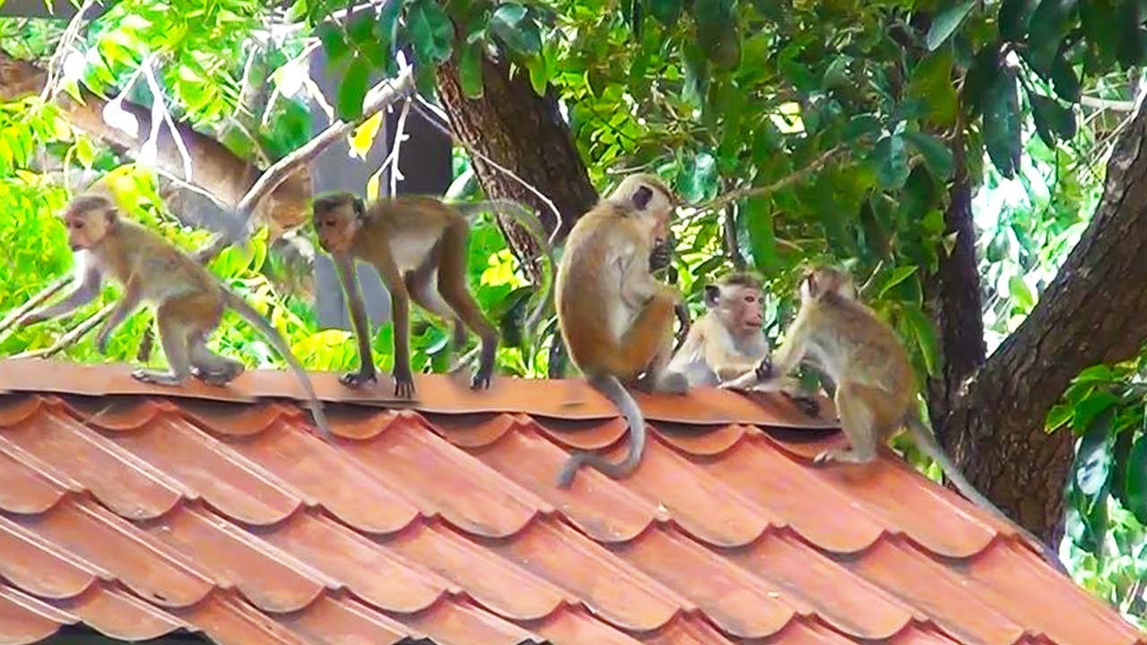 Mischievous monkeys on the roof | Amazing Monkey Paradise | いたずら好きなサル ...