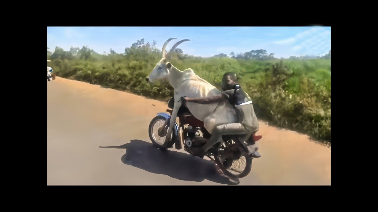 Cow Driving A Motorcycle - YouTube
