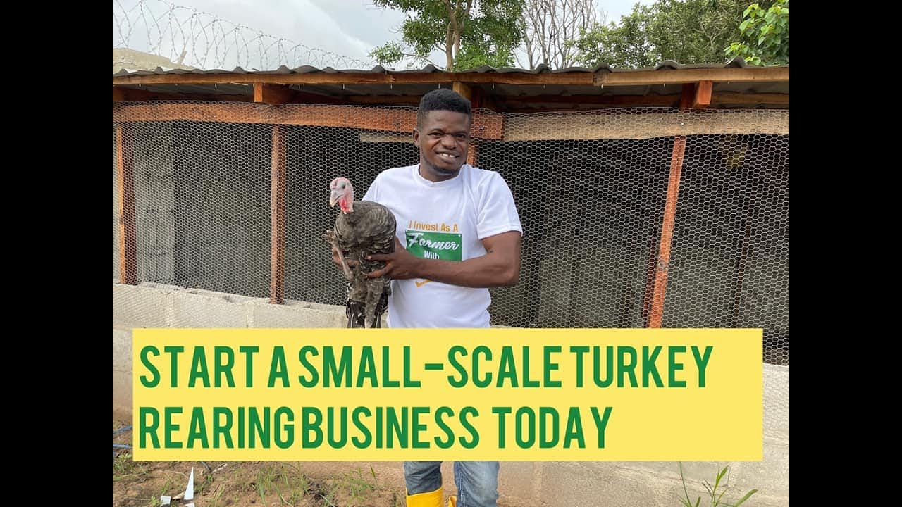 How To Start A Small Scale Turkey Farming In Nigeria - YouTube