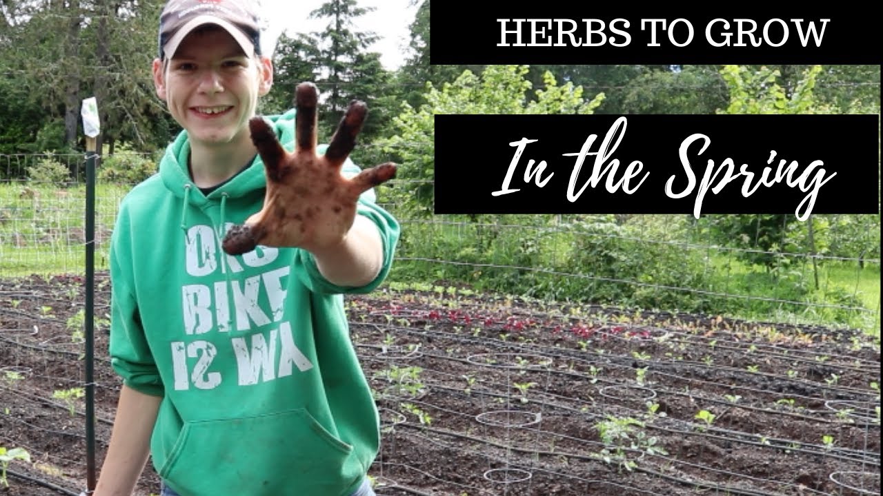 Herbs (and plants) to Grow in the Spring - YouTube