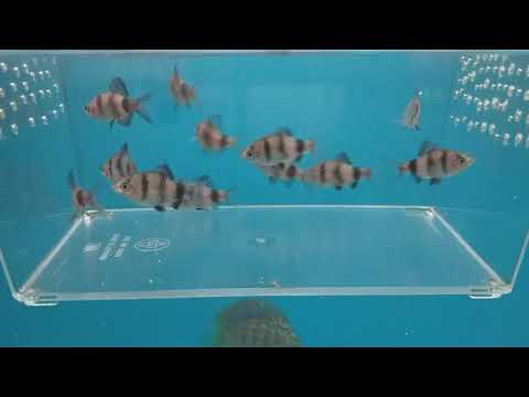BARBO RUBI NEGRO / PUNTIUS NIGROFASCIATUS