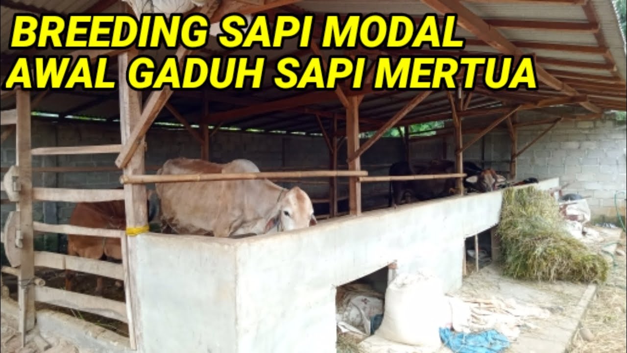 BREEDING SAPI MODAL GADUH - YouTube