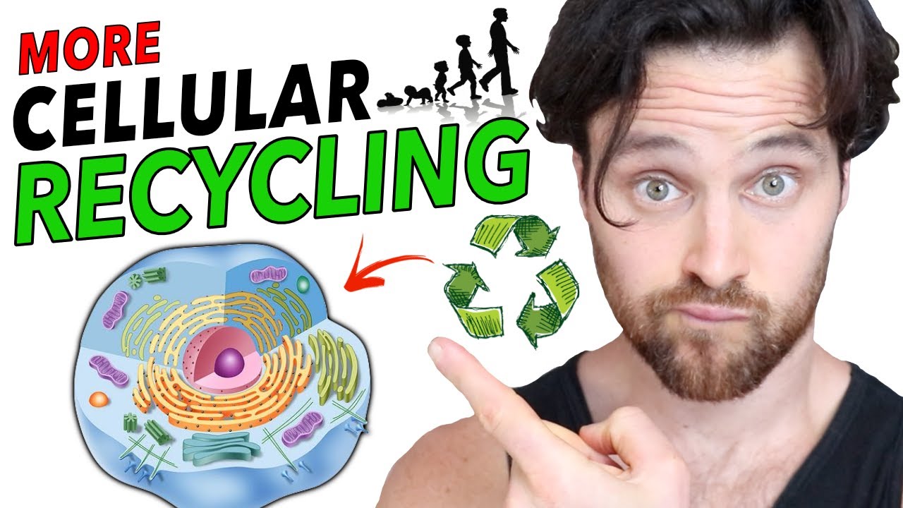 AUTOPHAGY as YOU Age | The Cellular Recycling Secret to Longevity - YouTube
