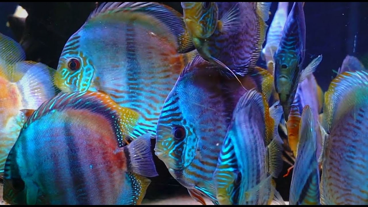 Gorgeous Blue Moon Heckel. Thanks Wild Discus from Amazon - YouTube