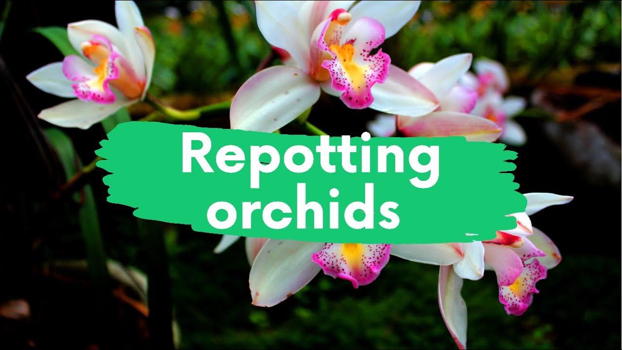 Repotting orchids, Orchid For Beginners, Oncidium dancing lady ...