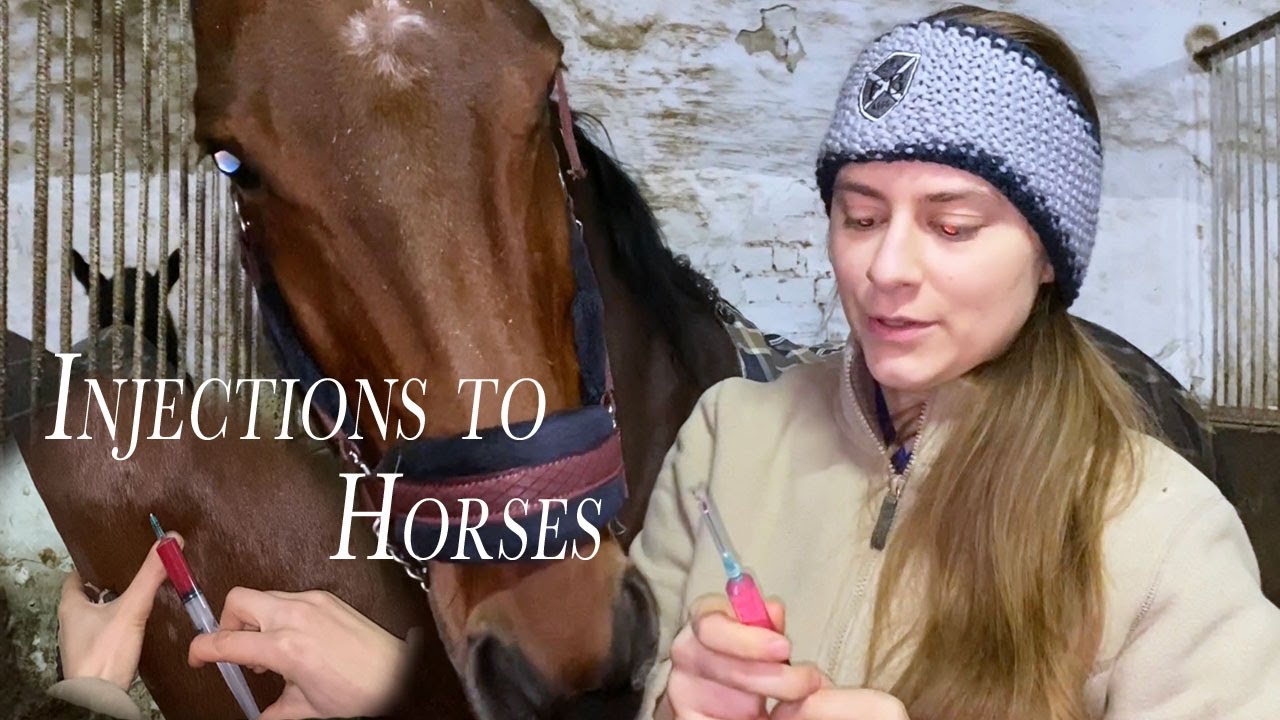 How to Give a Horse an Injection | LanaZavada - YouTube