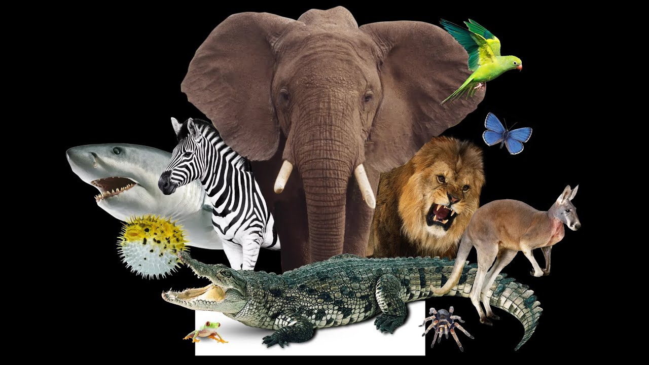 Birds and animals in kashmiri - YouTube