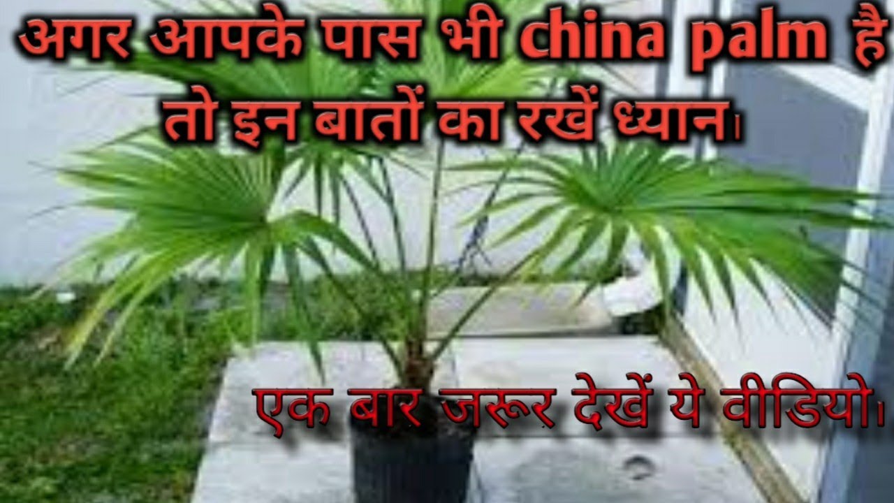 PALM/CHINA PALM CARE/CHINA PALM/HOW TO CARE CHINA PALM/PALM PLANT/PALM ...