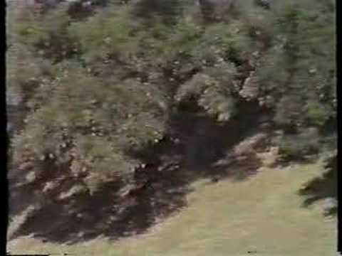 werewolf of woodstock