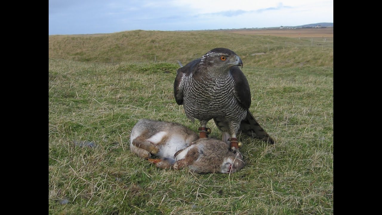 Goshawk chasing Rabbits, Falconry, Mrs Robinson 3 - YouTube
