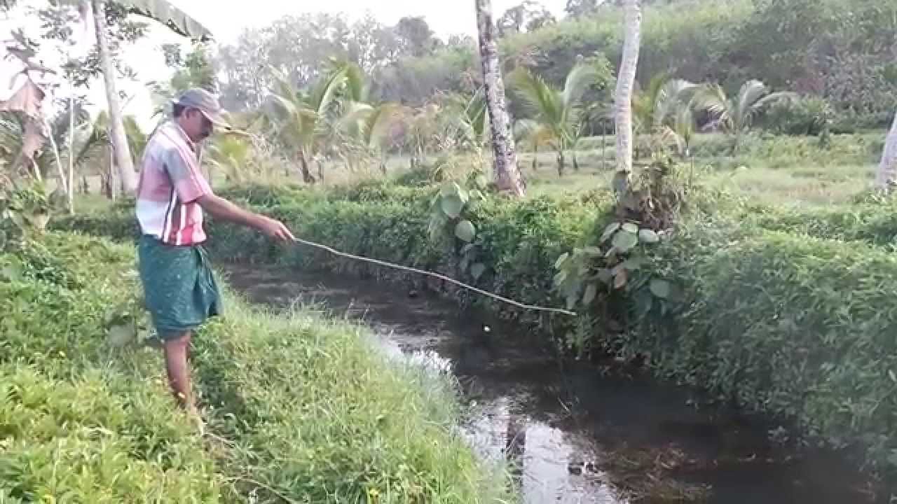 Fishing in kerala style .... : ) Naadan chunda edeyil.... - YouTube